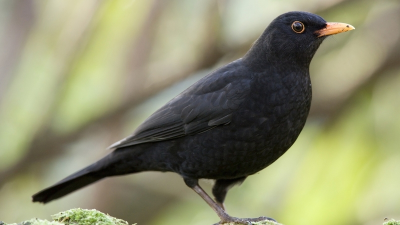 Verschrikkelijk: de Nederlandse merel dreigt massaal te sterven aan ...