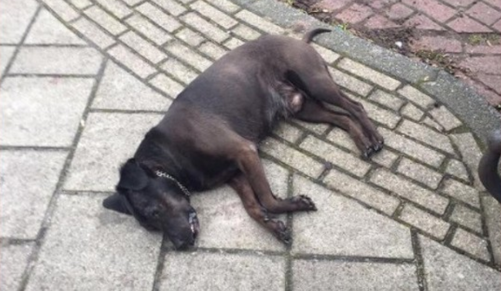 Dode hond op straat in Amsterdam en voorbijgangers doen niks